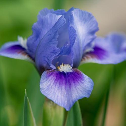 Miniature Dwarf Bearded Iris (Iris 'Sapphire Jubilee') in the Irises ...