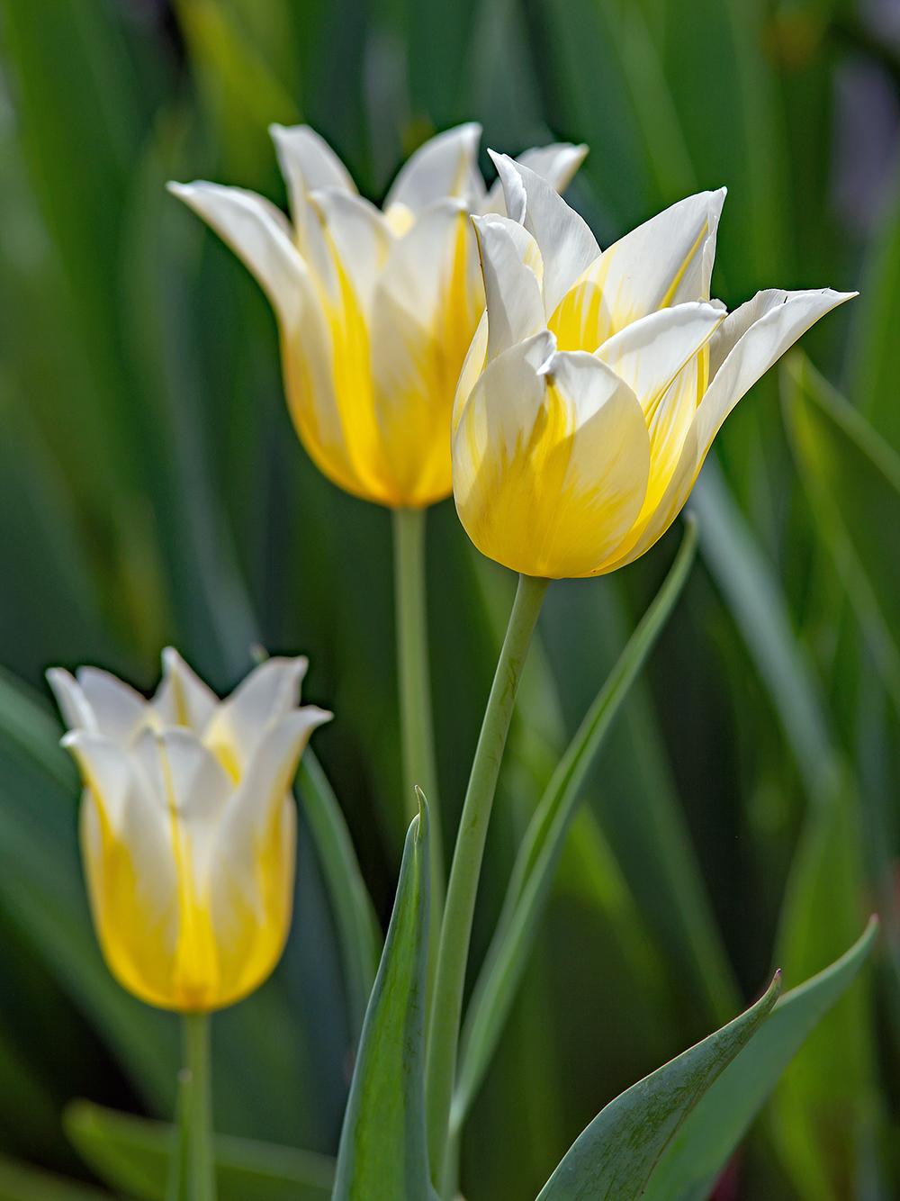 Lily Flowering Tulip (Tulipa 'Budlight') in the Tulips Database ...