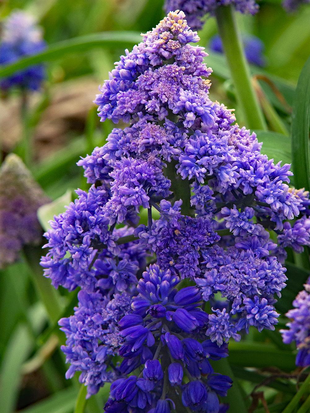 Photo of the bloom of Grape Hyacinth (Muscari armeniacum 'Blue Spike ...