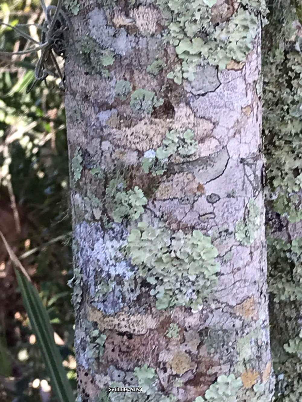 Photo of the stem, scape, stalk or bark of Dahoon Holly (Ilex cassine ...