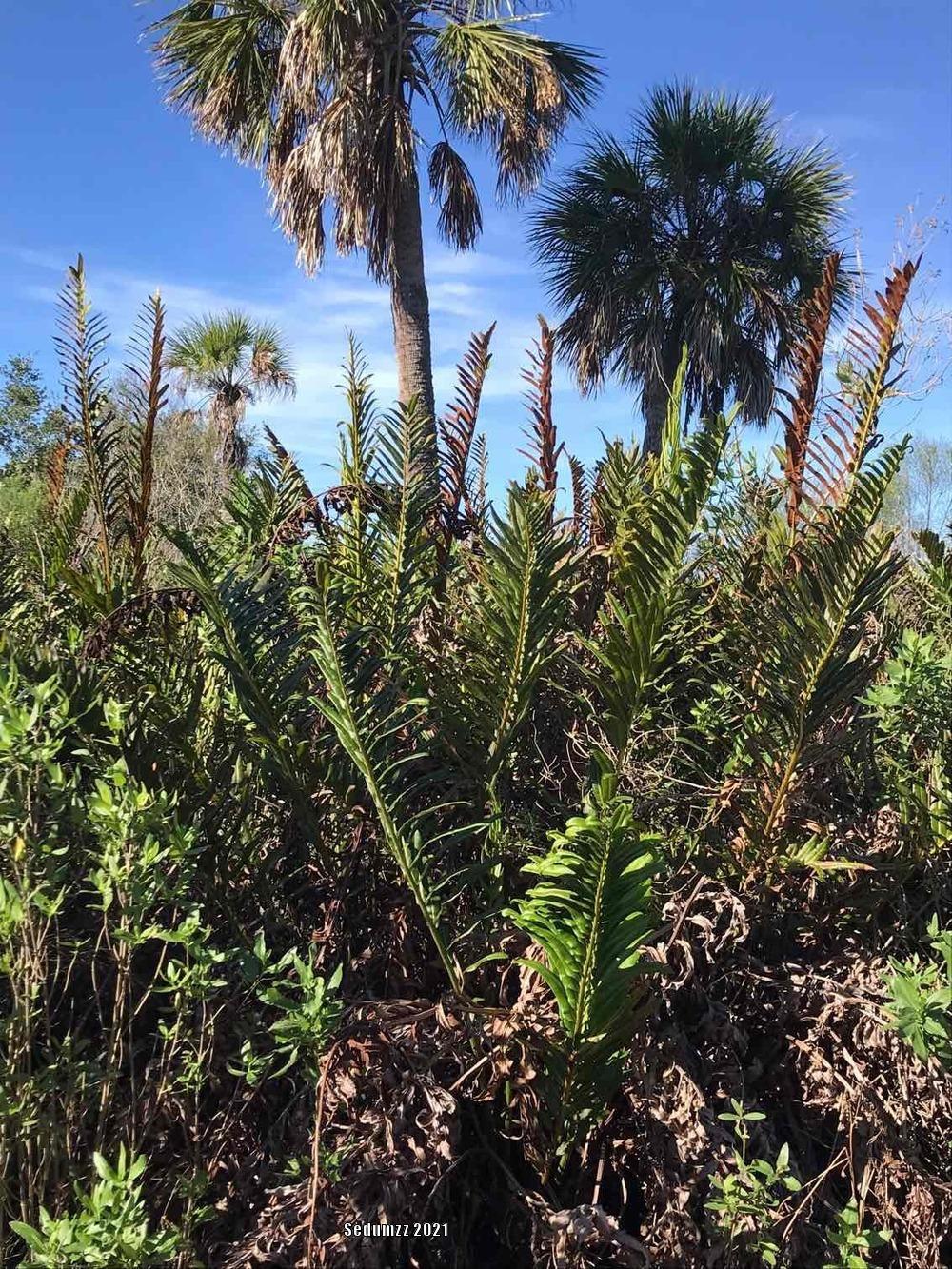 Mangrove Fern (Acrostichum aureum) - Garden.org