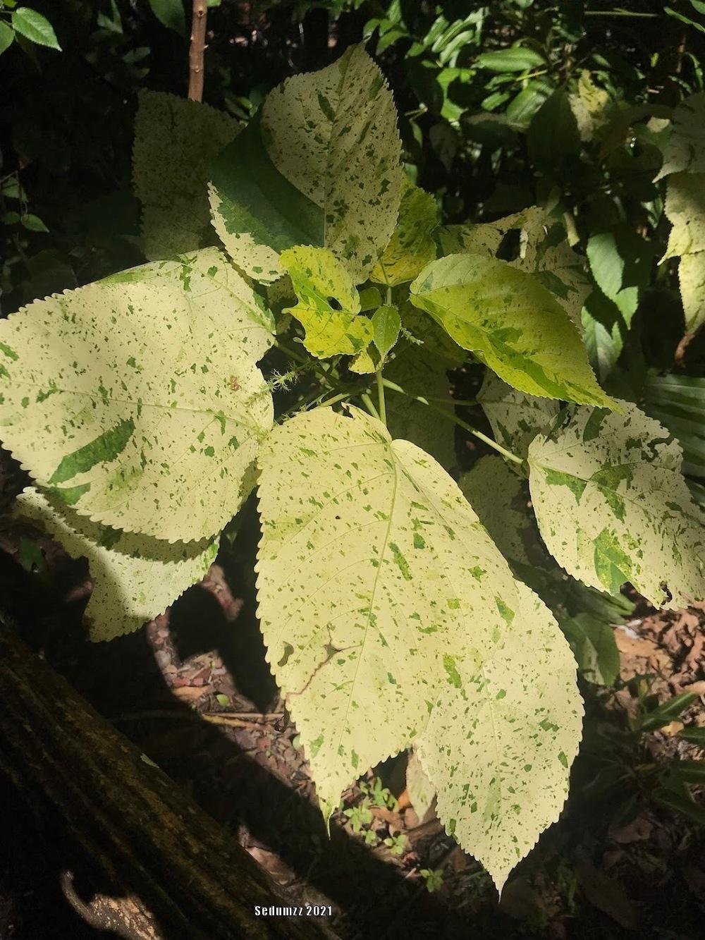 Photo of the entire plant of Acalypha posted by sedumzz - Garden.org