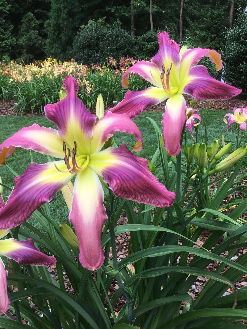 Daylily (Hemerocallis 'Drew Hoo') in the Daylilies Database - Garden.org