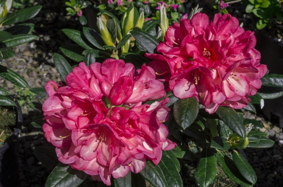 Rhododendron 'Yummy Yak' in the Rhododendrons Database - Garden.org