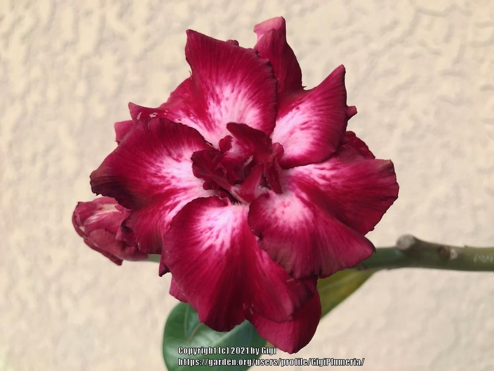Photo of the bloom of Adenium (Adenium obesum 'Black Romance') posted ...