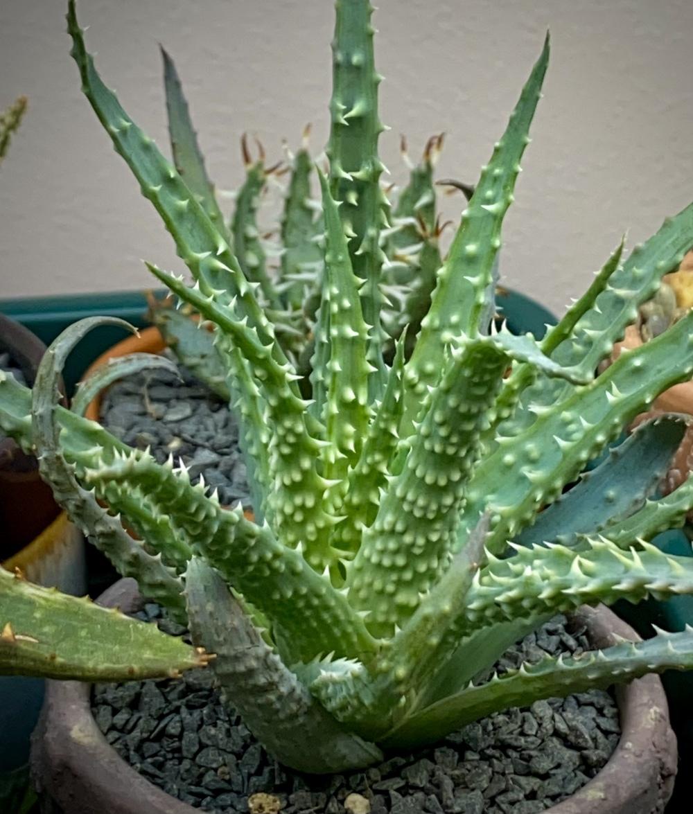 Photo of the entire plant of Spider Aloe (Aloe humilis) posted by ...