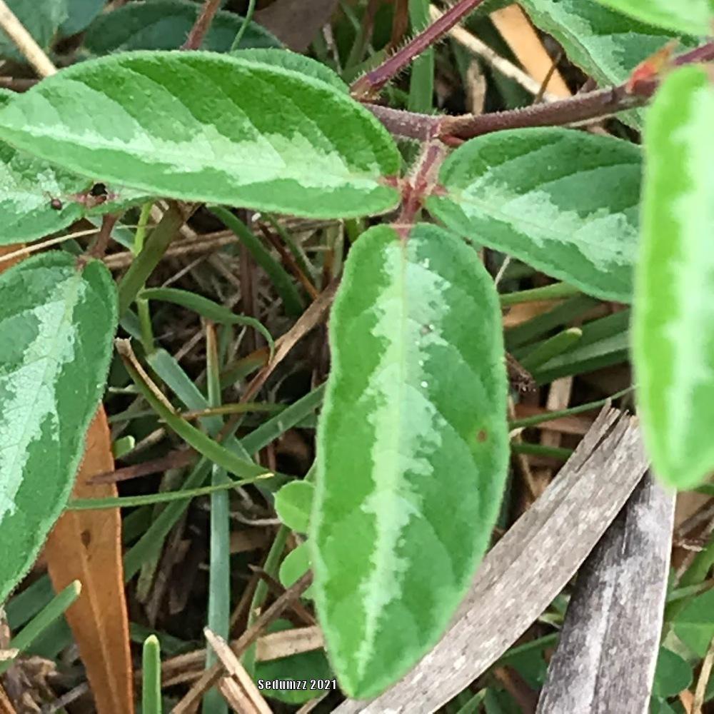 Creeping Beggarweed (Desmodium incanum) - Garden.org