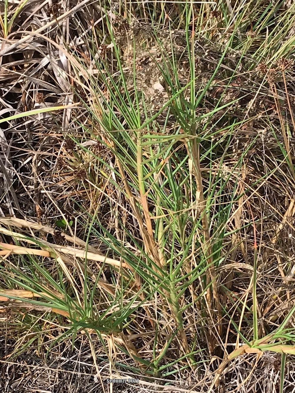 Australian Salt Grass (Distichlis distichophylla) - Garden.org