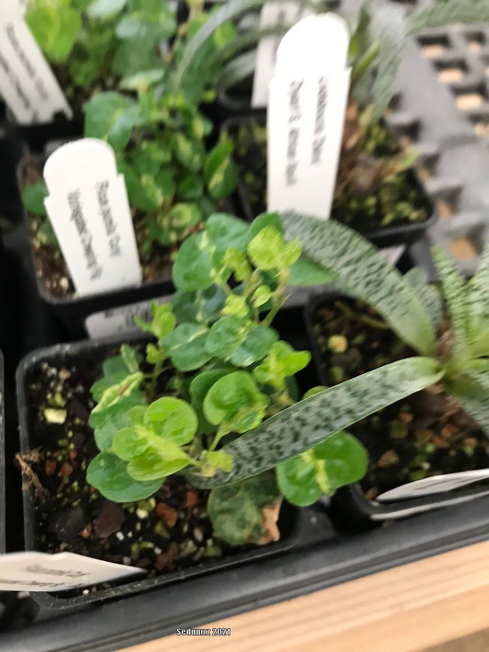 Photo of the entire plant of Creeping Fig (Ficus pumila 'Curly') posted ...