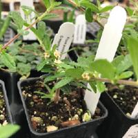 Photo of the entire plant of Bahama Berry (Nashia inaguensis) posted by ...