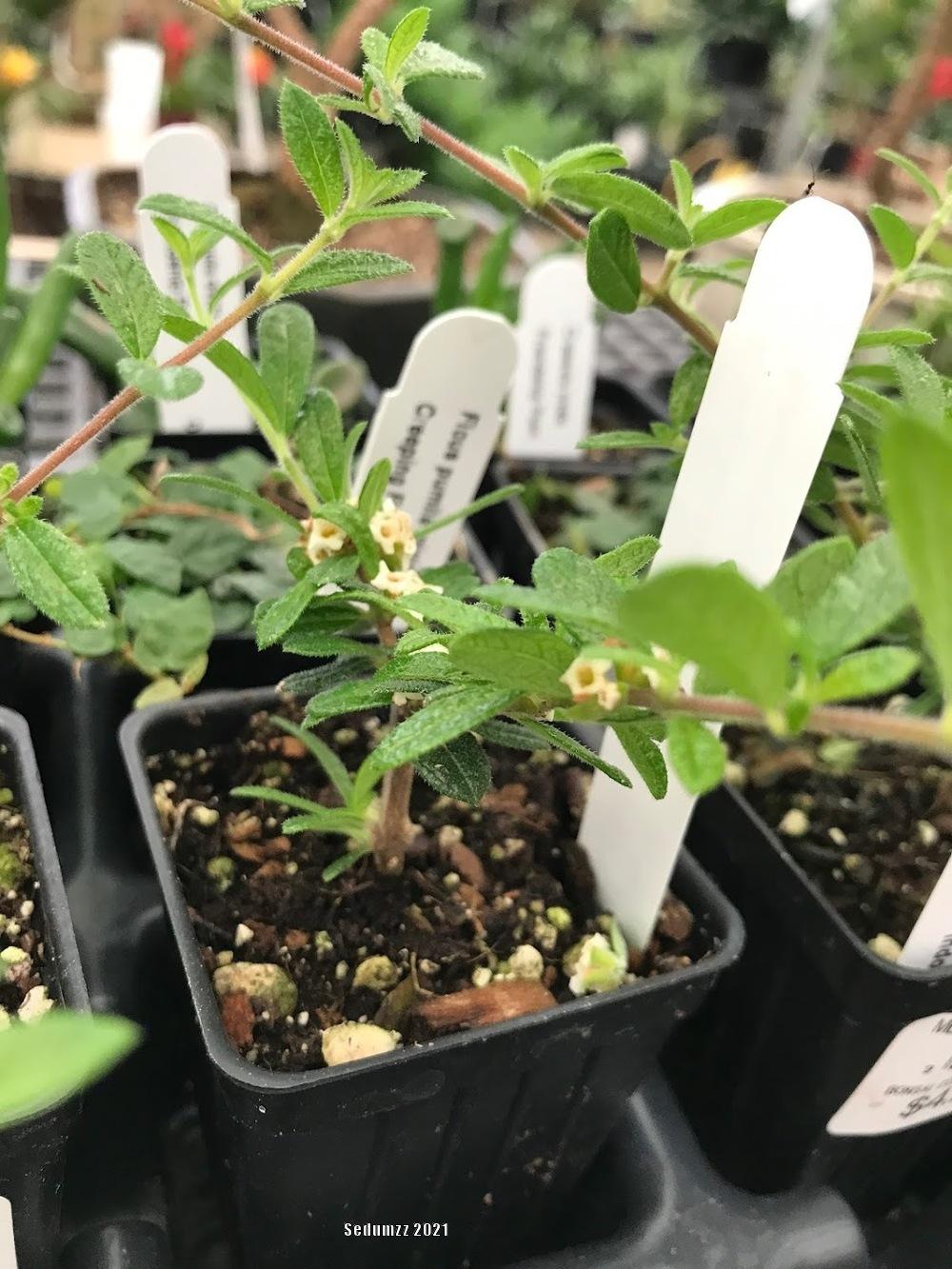 Photo of the entire plant of Bahama Berry (Nashia inaguensis) posted by ...