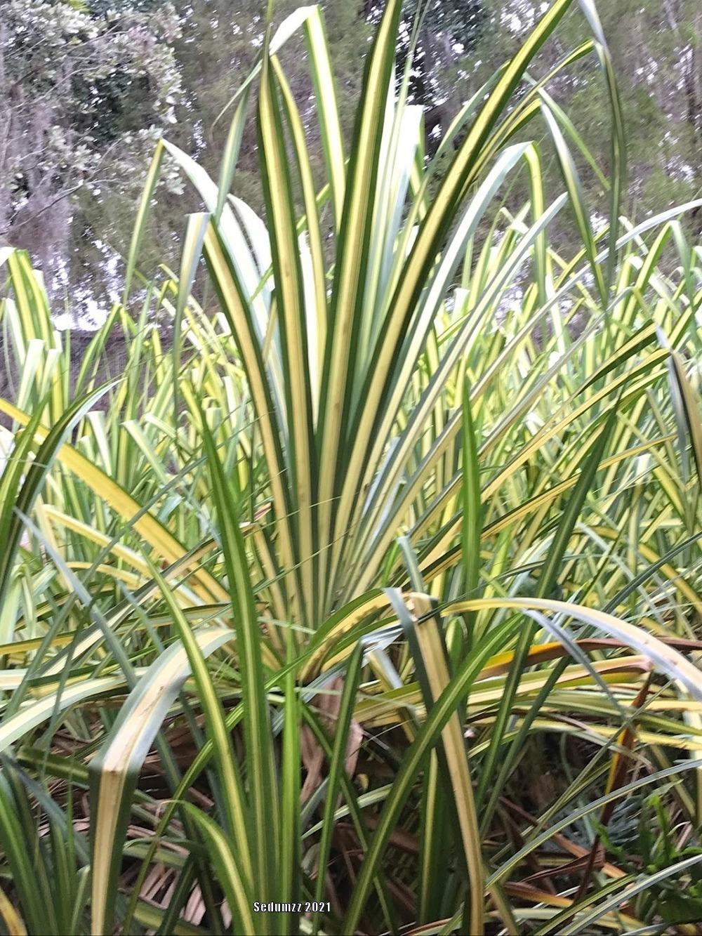 Photo of the entire plant of Variegated Dwarf Pandanus (Pandanus ...