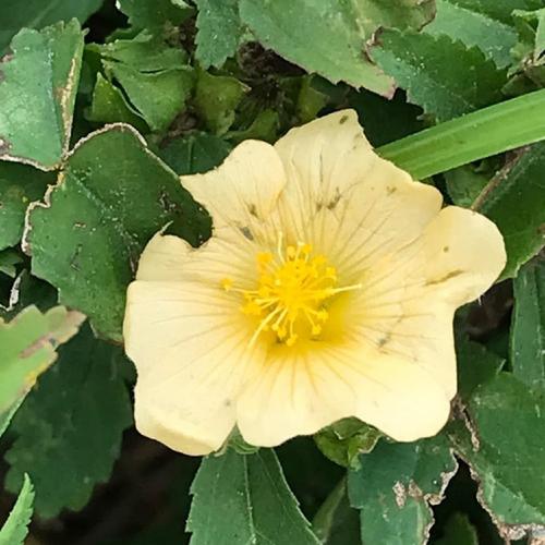 Common Wireweed (Sida ulmifolia) - Garden.org