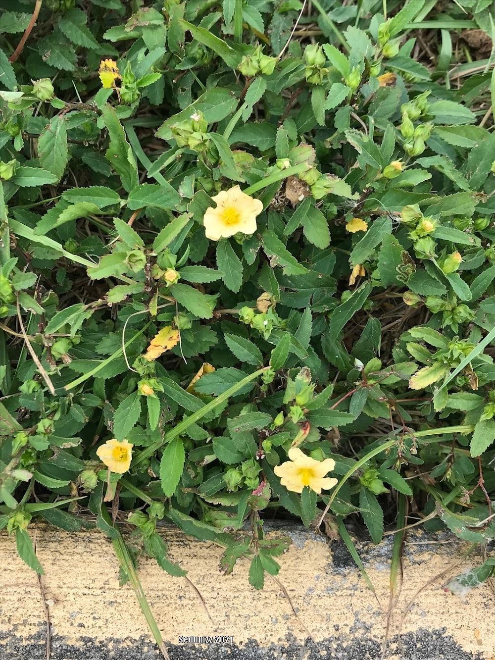 Photo of the entire plant of Common Wireweed (Sida ulmifolia) posted by ...