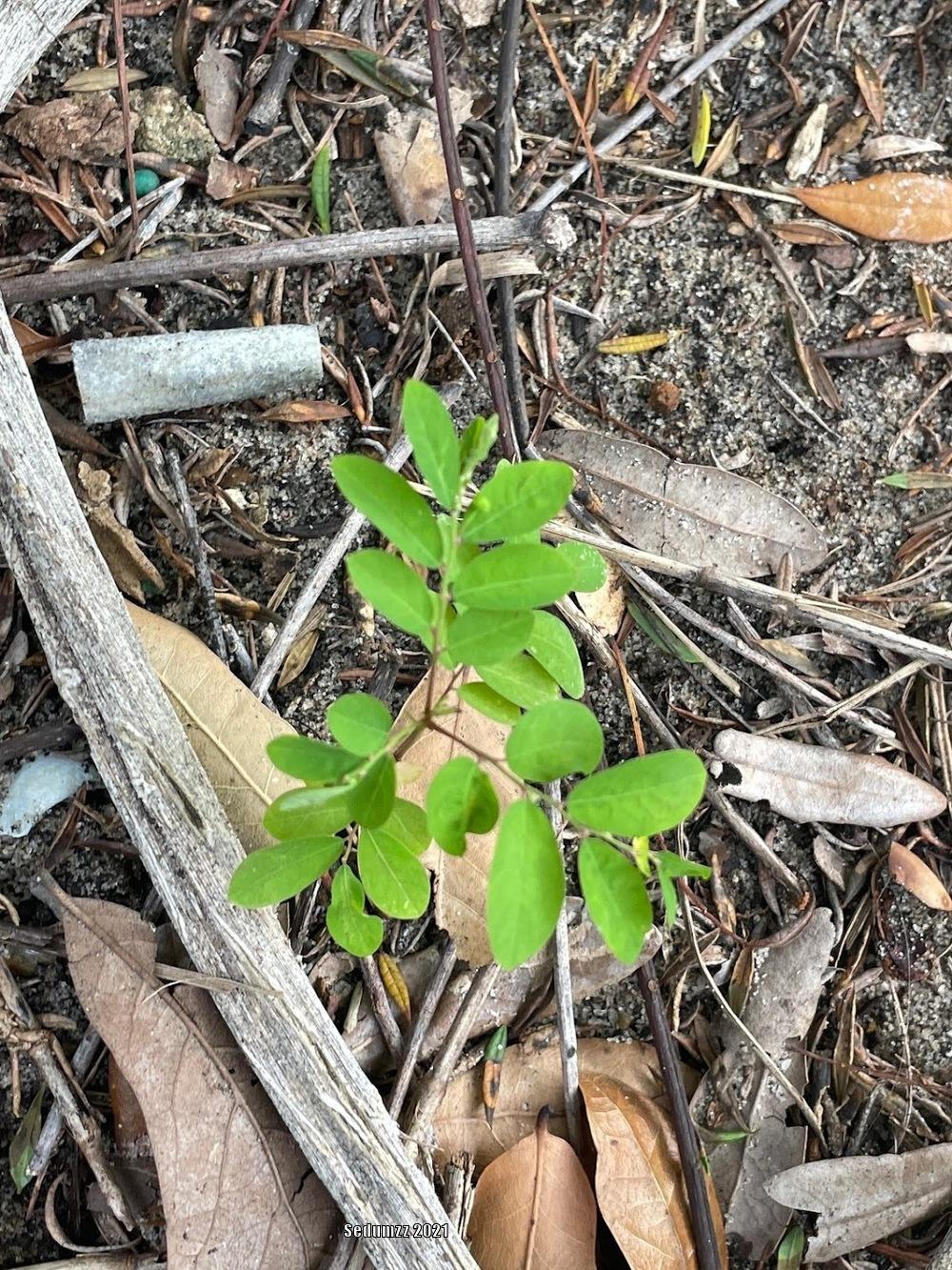 Photo of the entire plant of Mascarene Island Leafflower (Phyllanthus ...