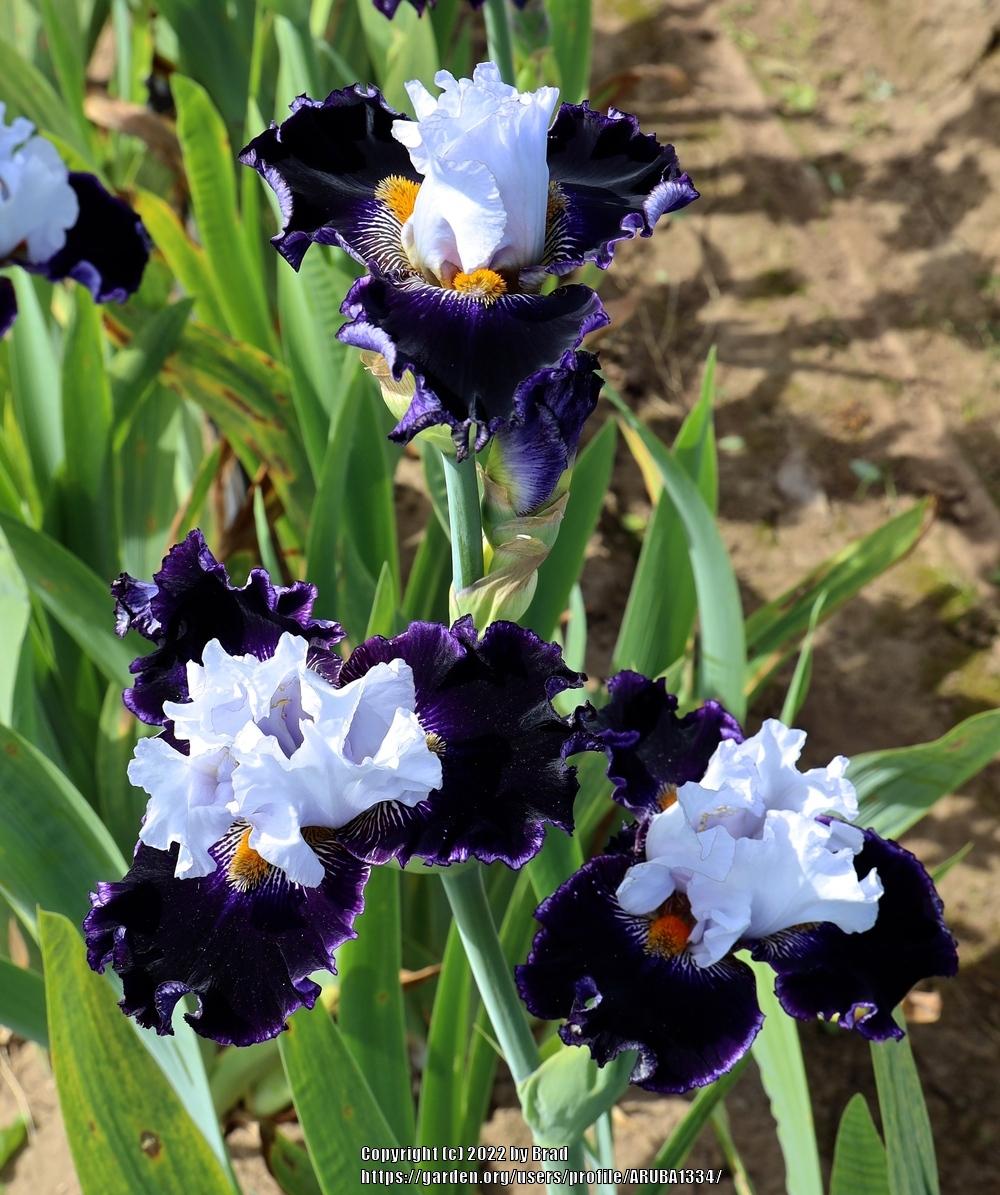 Photo of the bloom of Tall Bearded Iris (Iris 'Noble Class') posted by ...