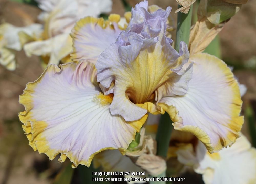 Photo of the bloom of Tall Bearded Iris (Iris 'Poetic Dream') posted by ...
