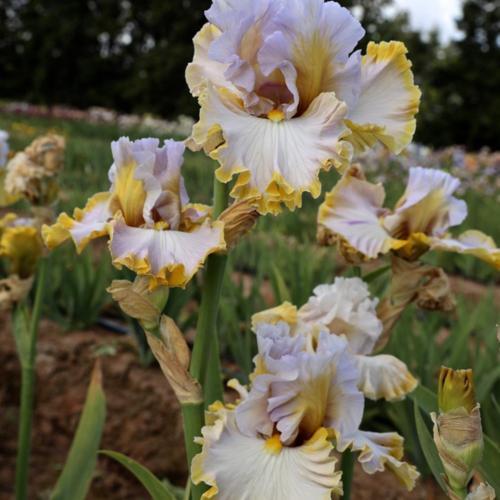 Tall Bearded Iris (Iris 'Poetic Dream') in the Irises Database - Garden.org
