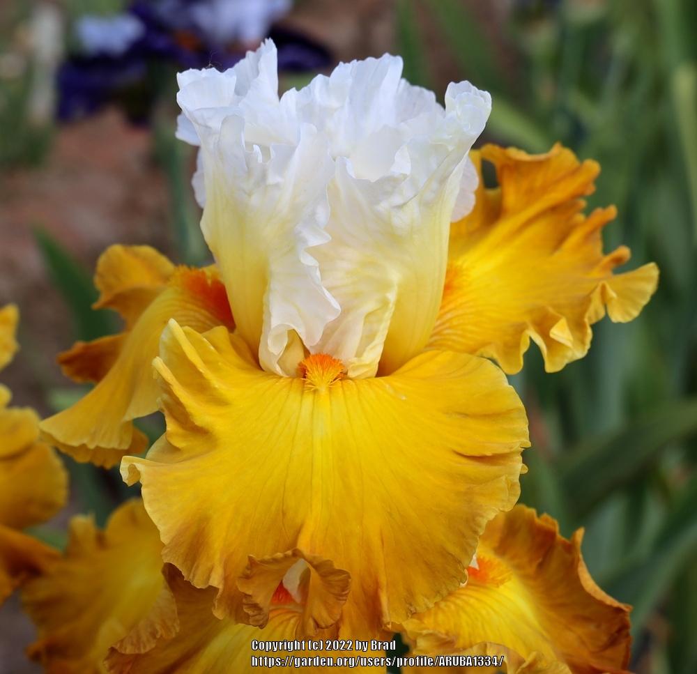 Photo of the bloom of Tall Bearded Iris (Iris 'Zip to the Moon') posted ...