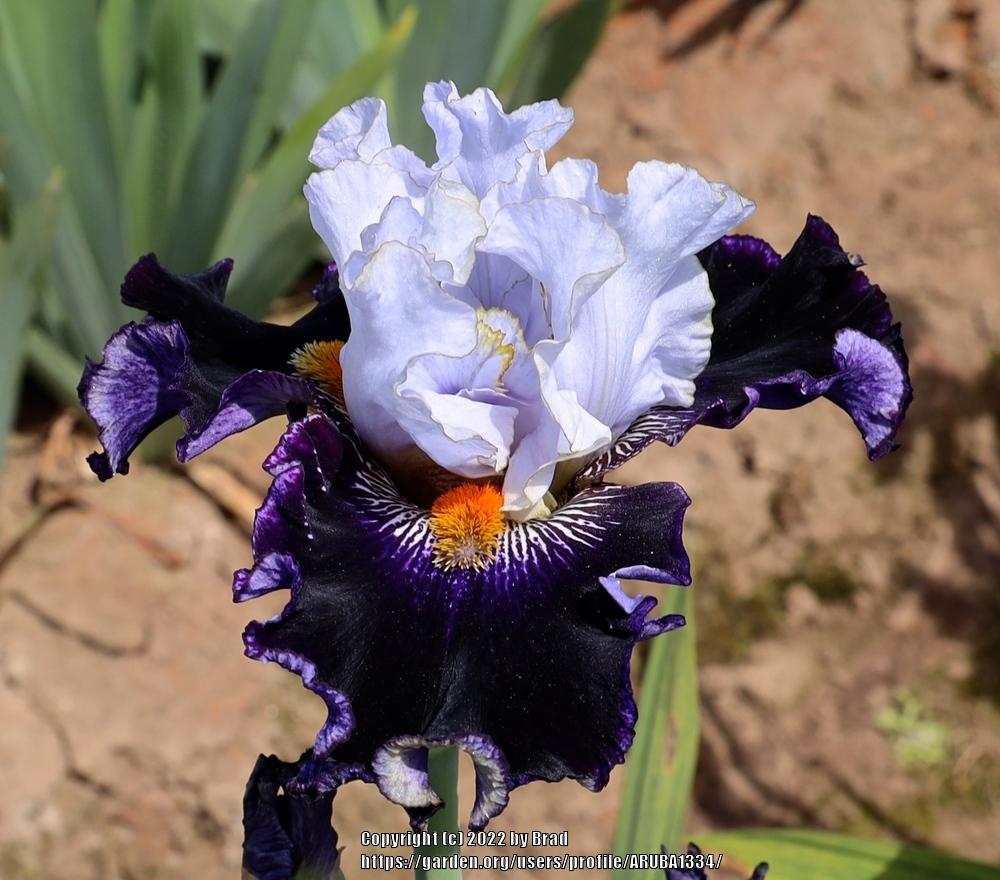 Tall Bearded Iris (Iris 'Noble Class') in the Irises Database - Garden.org