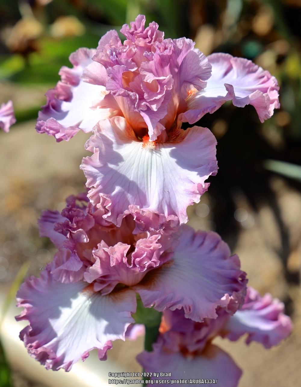 Photo of the bloom of Tall Bearded Iris (Iris 'Wearing Pink') posted by ...