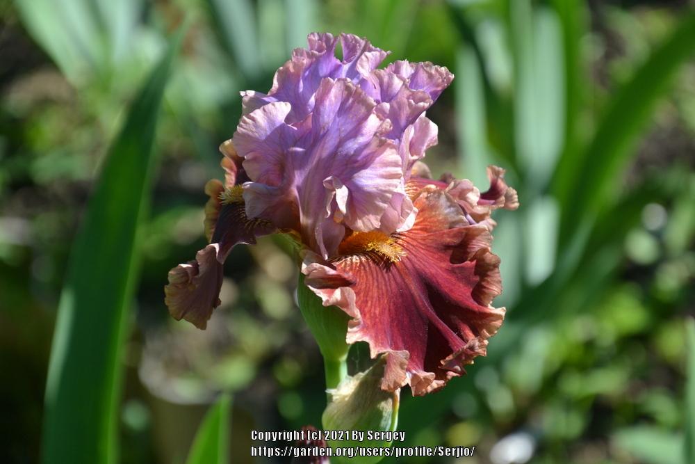 Photo of the bloom of Tall Bearded Iris (Iris 'Gem Trader') posted by ...