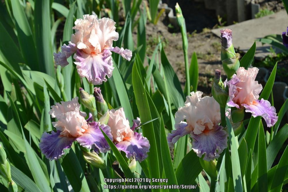 Photo of the bloom of Tall Bearded Iris (Iris 'Fruited Plain') posted by Serjio - Garden.org