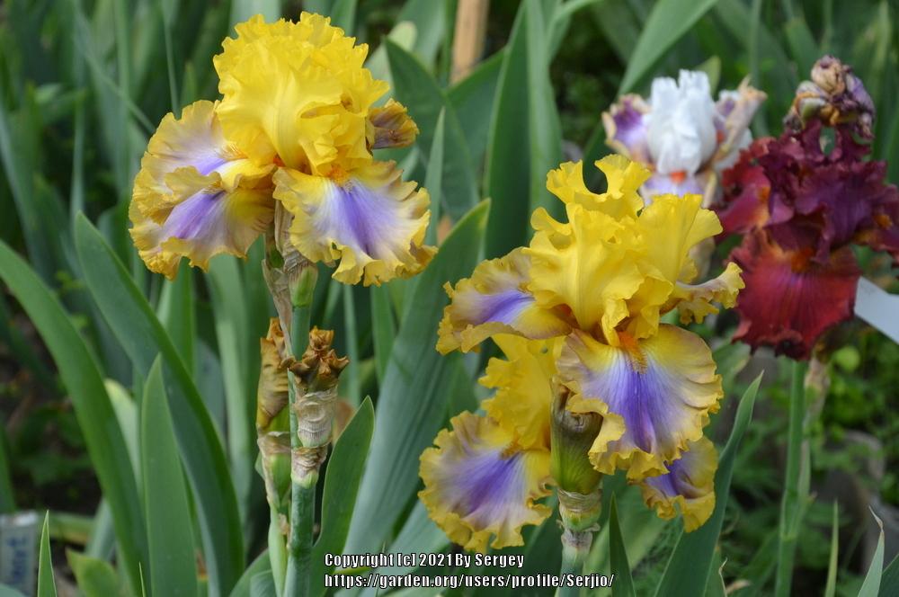 Photo of the bloom of Tall Bearded Iris (Iris 'Good Morning Sunshine ...