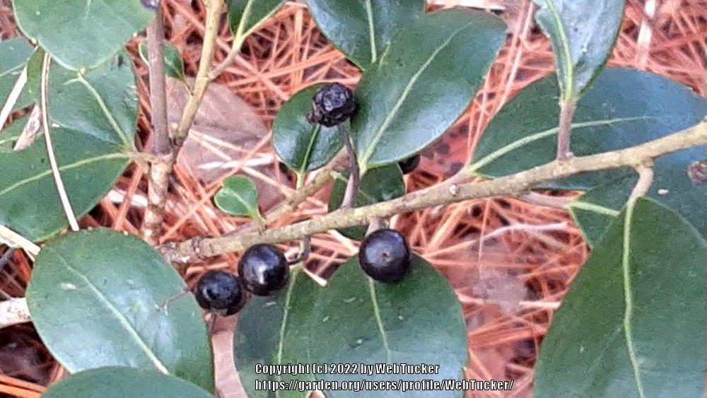 Photo of the fruit of Inkberry (Ilex glabra) posted by WebTucker ...