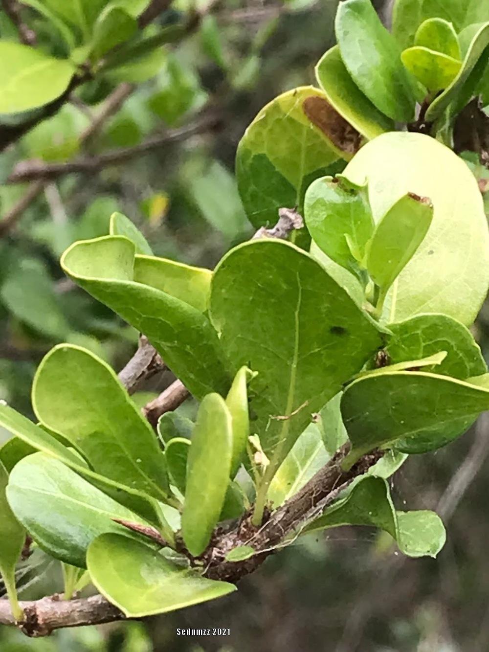 Photo of the leaves of White Indigo Berry (Randia aculeata) posted by ...