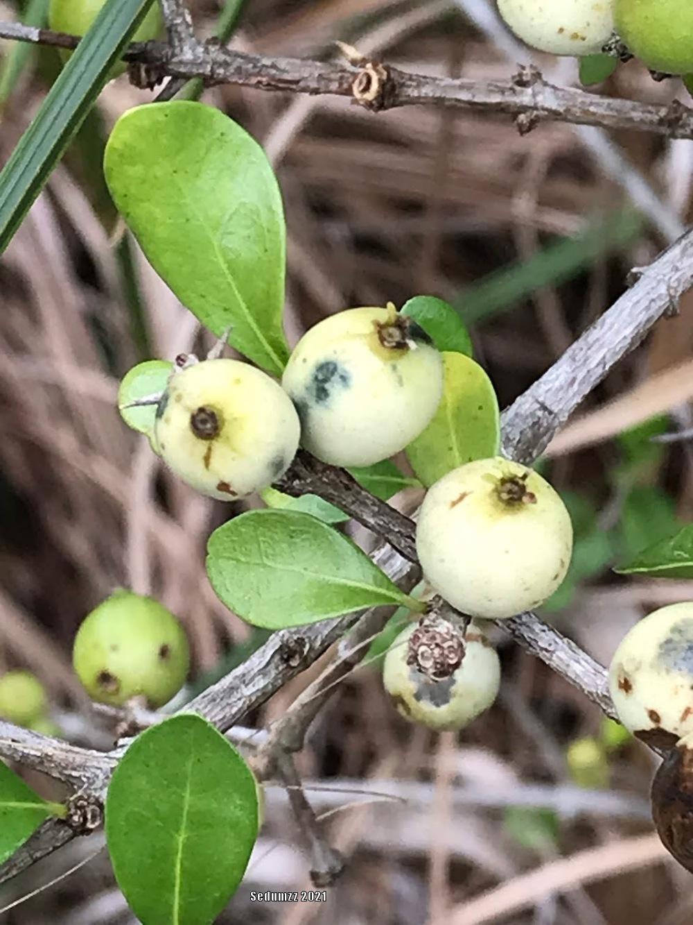 White Indigo Berry (Randia aculeata) - Garden.org