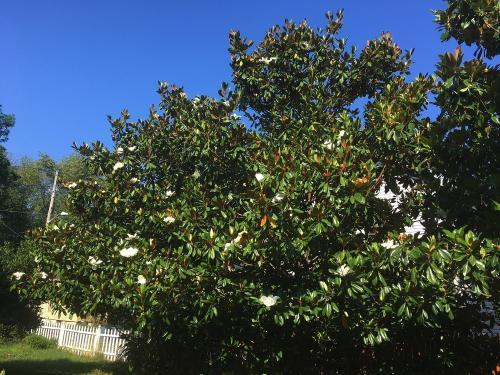 Asking for recommendations for perennials/annuals in very dark and 90% ...