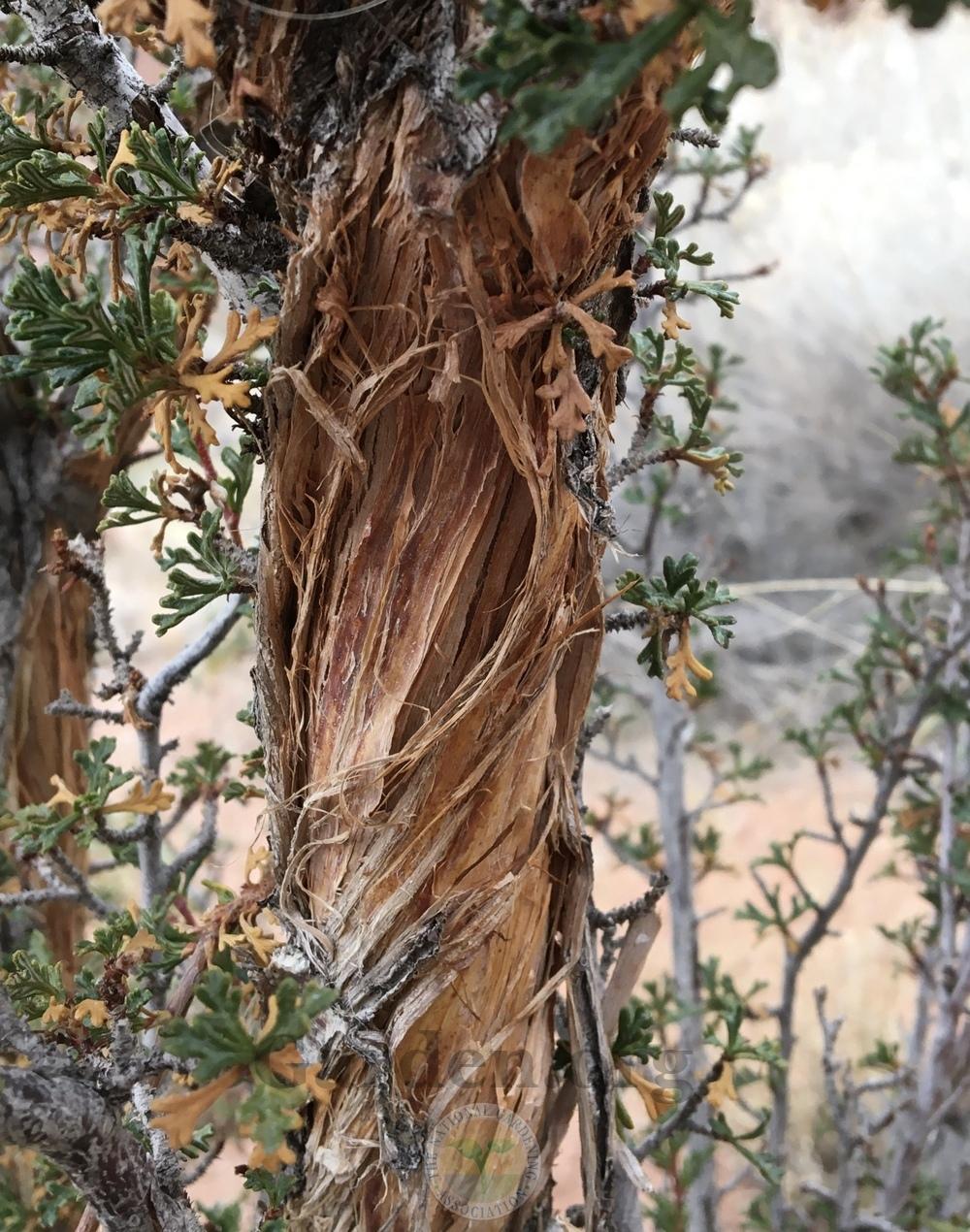 Stansbury's Cliffrose (Purshia stansburiana) - Garden.org