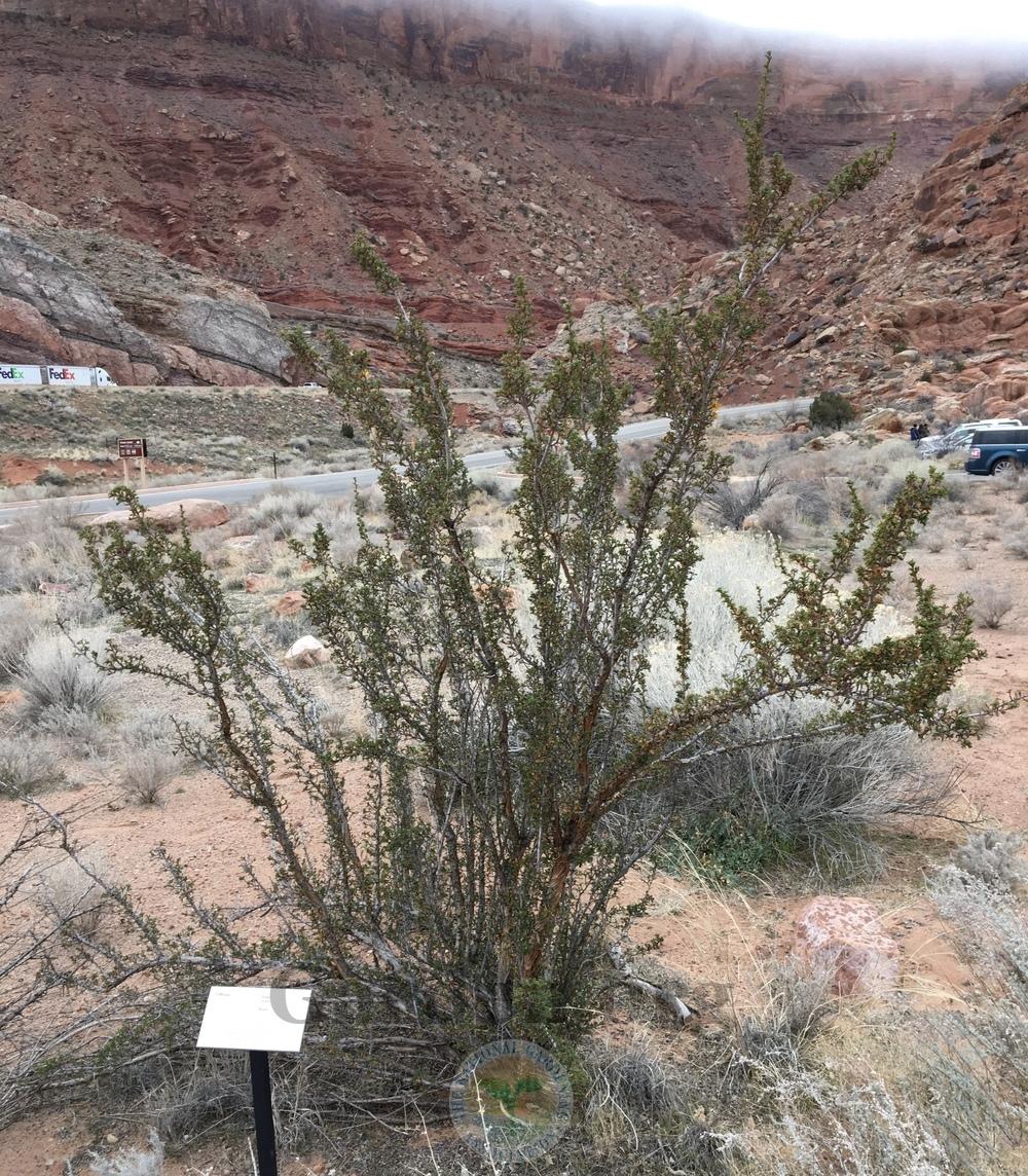 Photo of the entire plant of Stansbury's Cliffrose (Purshia ...