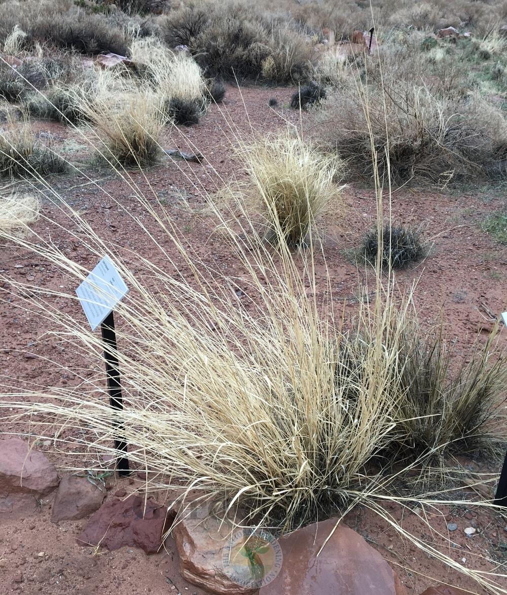 Photo of the winter interest of Spike Dropseed (Sporobolus contractus ...