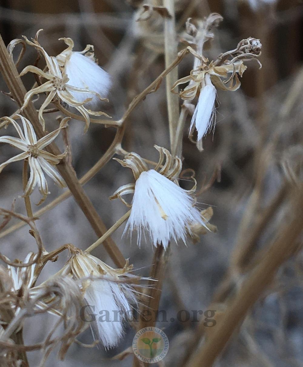 Broom Senecio (Senecio spartioides) - Garden.org