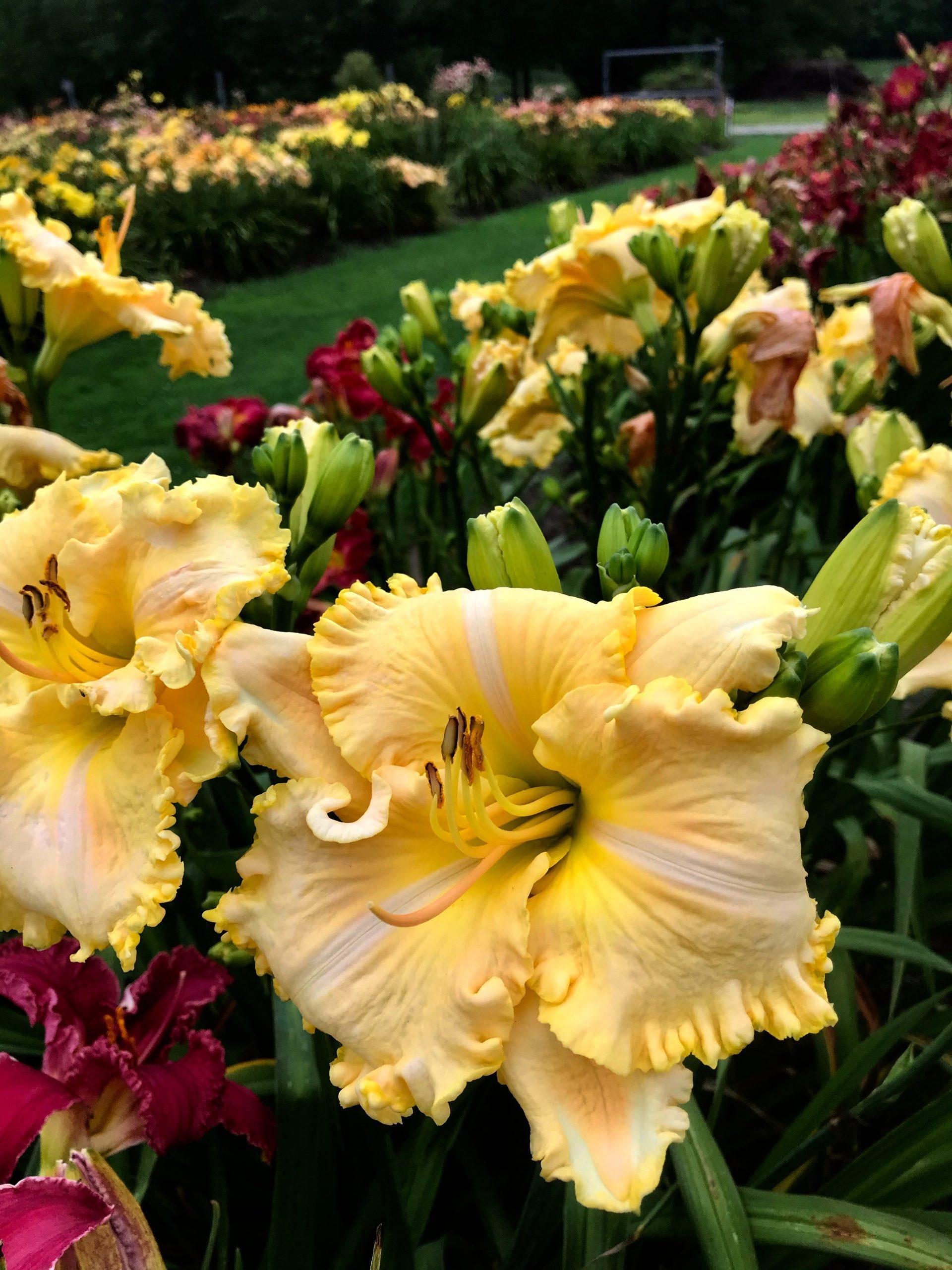 Photo of the bloom of Daylily (Hemerocallis 'Crintonic Mister Apollo ...