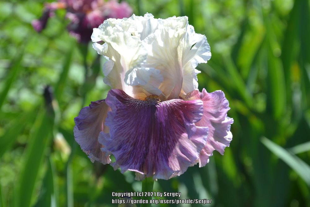 Photo of the bloom of Tall Bearded Iris (Iris 'Inside Out') posted by ...