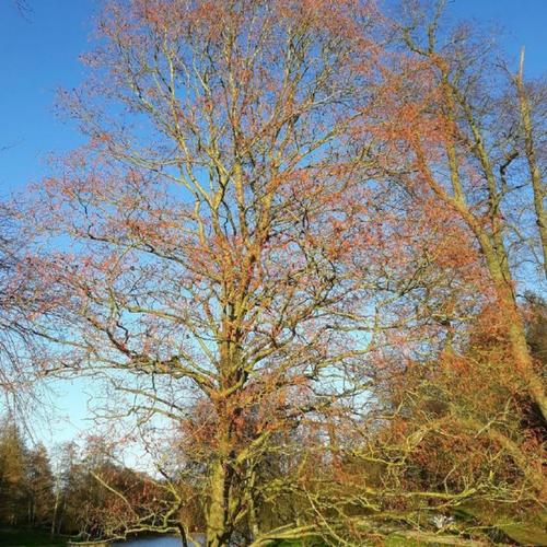 Golden Alder (Alnus incana 'Aurea') - Garden.org