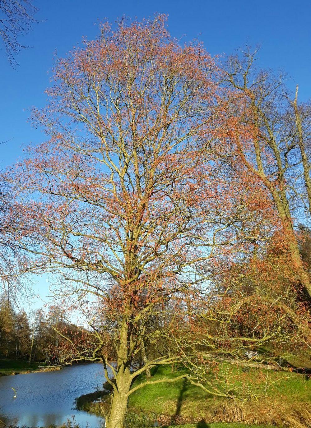 Photo of the entire plant of Golden Alder (Alnus incana 'Aurea') posted ...