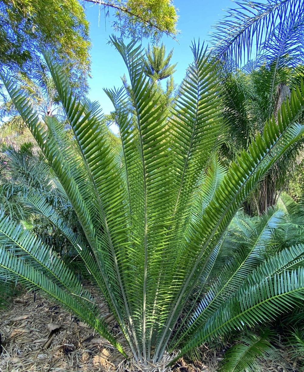 Photo of the entire plant of Encephalartos (Encephalartos ituriensis ...
