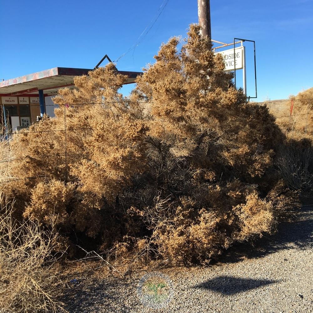 Photo of the winter interest of Black Greasewood (Sarcobatus ...