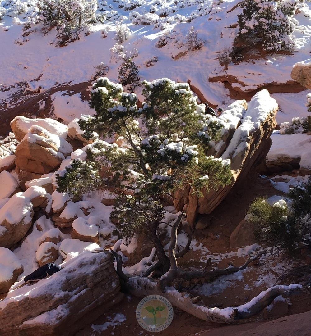 Photo of the winter interest of Two-Needle Pinon Pine (Pinus edulis ...