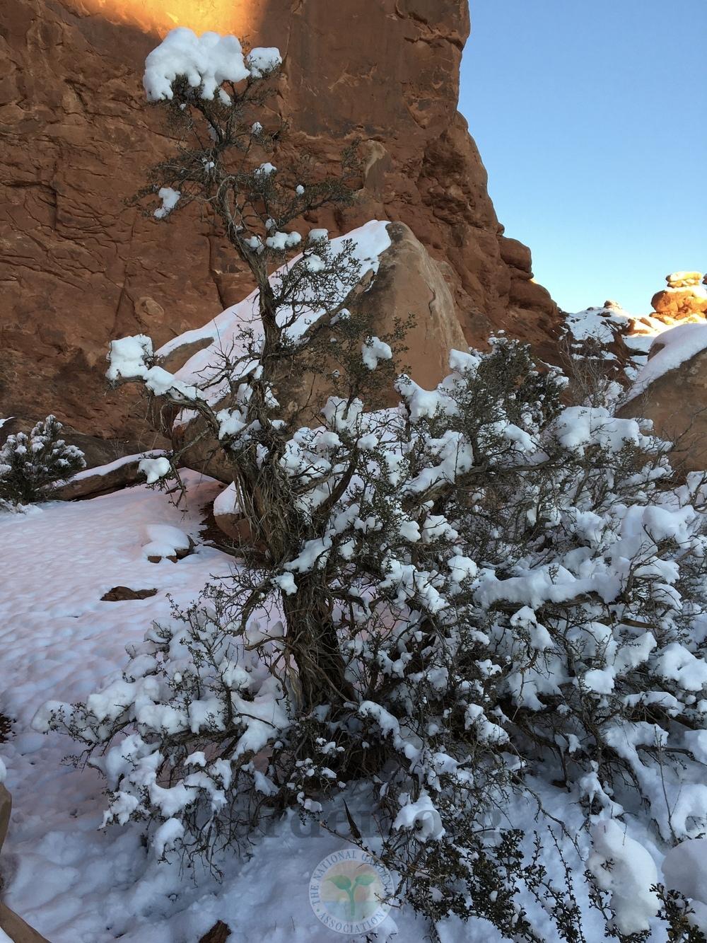 Photo of the winter interest of Stansbury's Cliffrose (Purshia ...