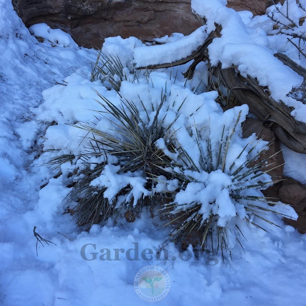 Narrowleaf Yucca (Yucca angustissima var. angustissima) - Garden.org
