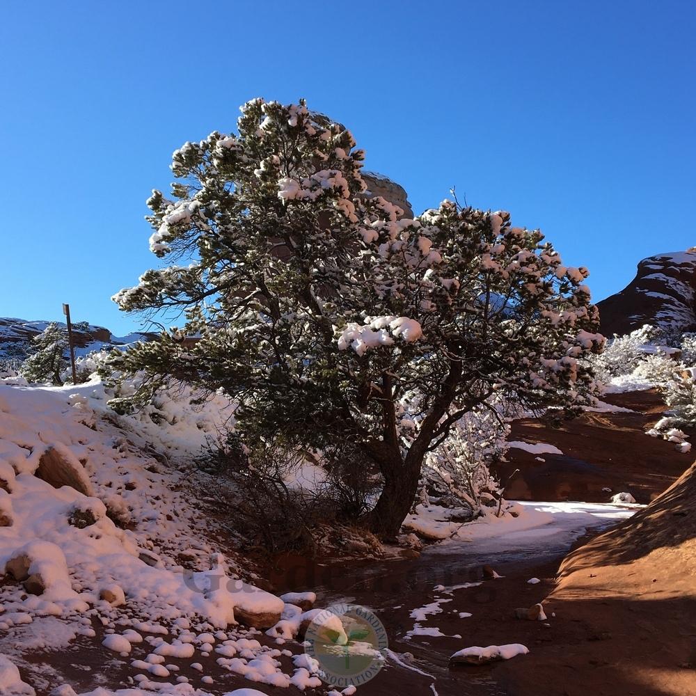 Photo of the winter interest of Two-Needle Pinon Pine (Pinus edulis ...