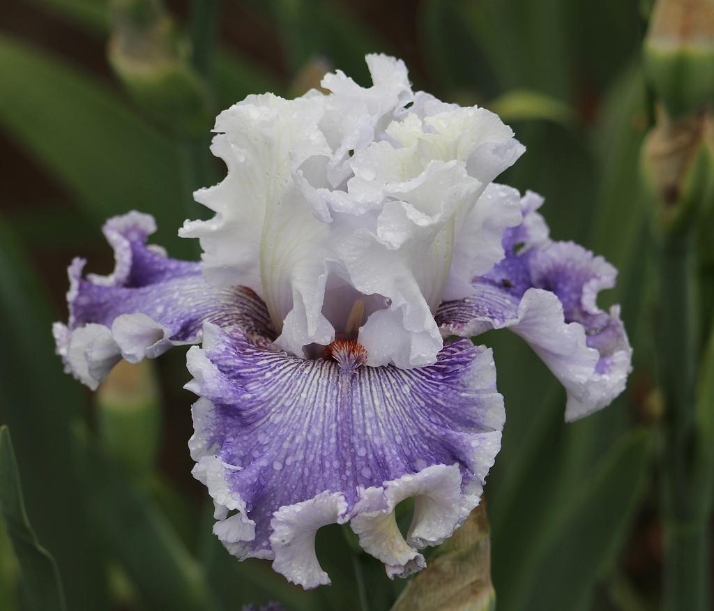 Photo of the bloom of Tall Bearded Iris (Iris 'Full of Joy') posted by ...