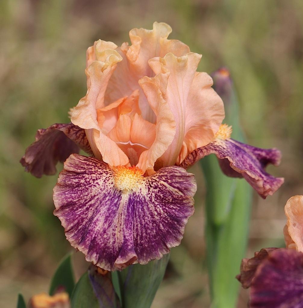 Standard Dwarf Bearded Iris (Iris 'Good Feeling') in the Irises ...