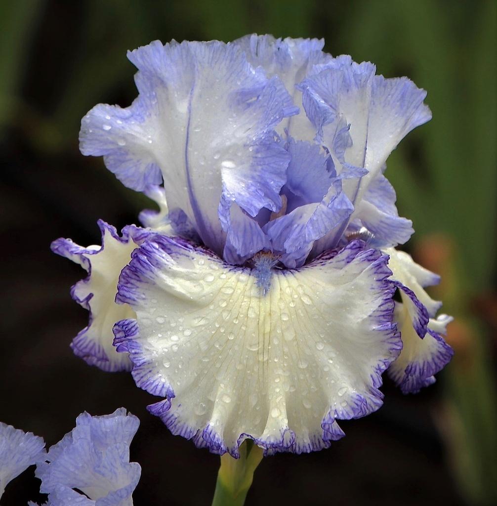 Photo of the bloom of Tall Bearded Iris (Iris 'Fresh Morning Shower ...