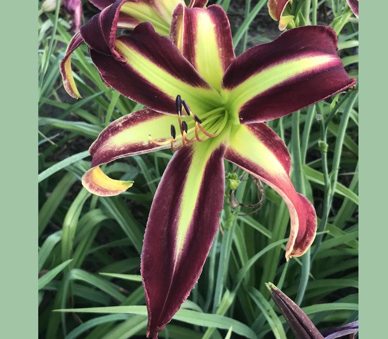 Daylily (Hemerocallis 'Force Majeure') in the Daylilies Database - Garden.org